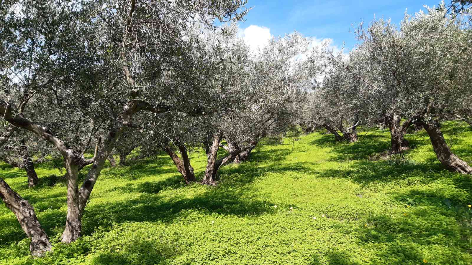 Εισαγωγή στην φυτοπροστασία της ελιάς (Webinar) - Οργανοληπτικό ...